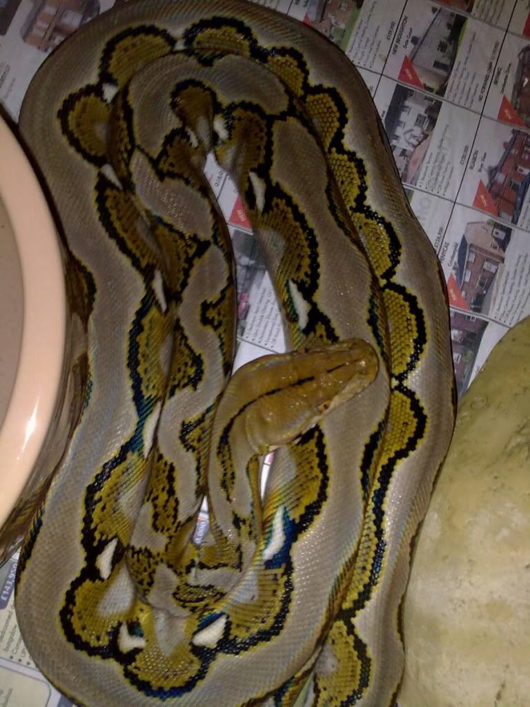 The Reticulated Python Thread | Page 173 | Reptile Forums